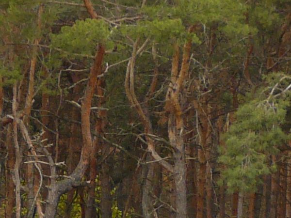 forest side view texture 0028 - Texturelib